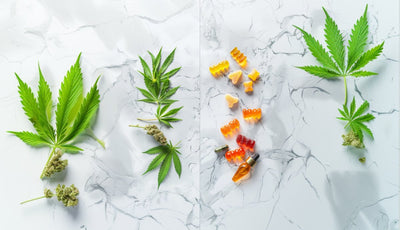 HXC vs THC: Effects, Legality, and Benefits Explained